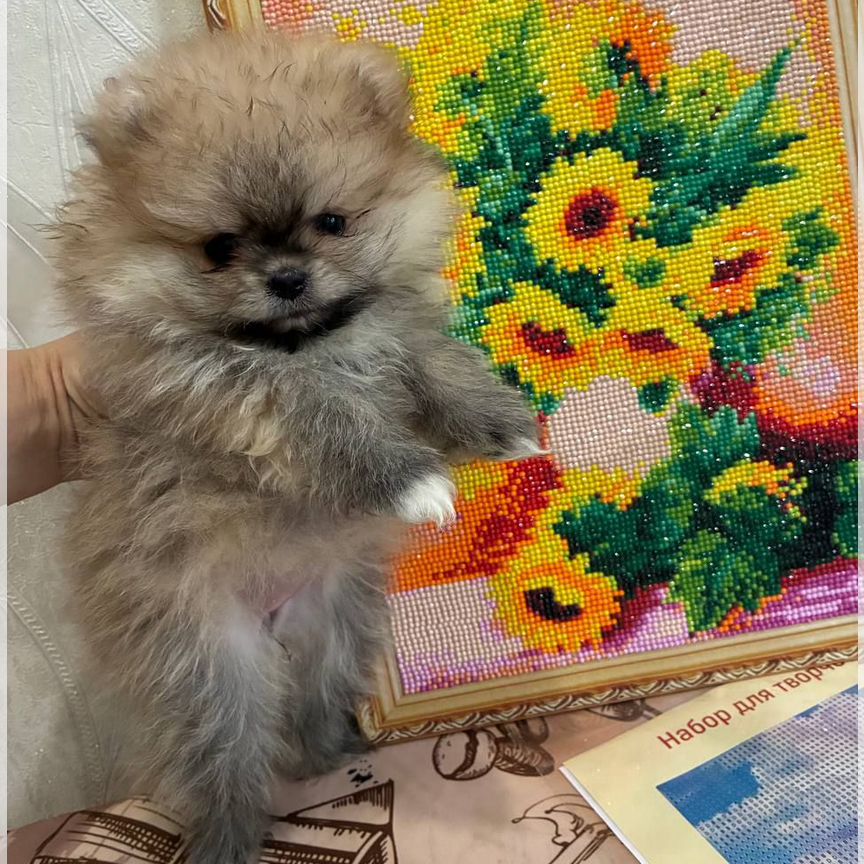 Щенок в добрые руки