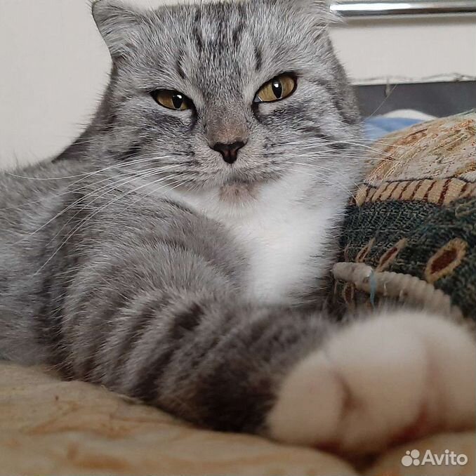 Ищем котика для случки