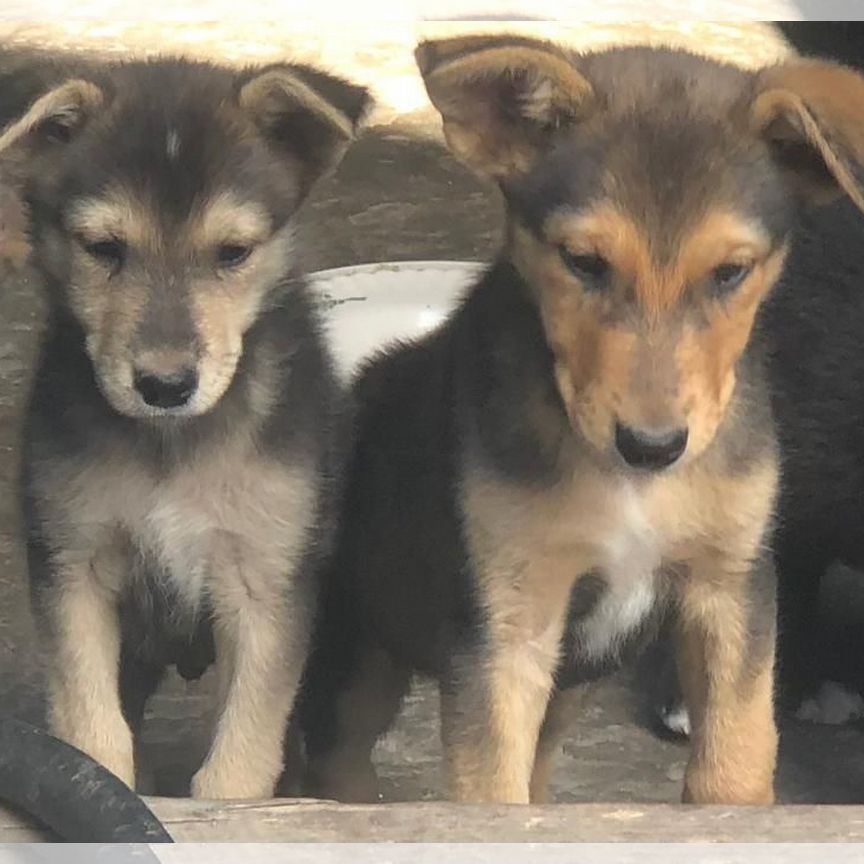 Щенята в добрые руки