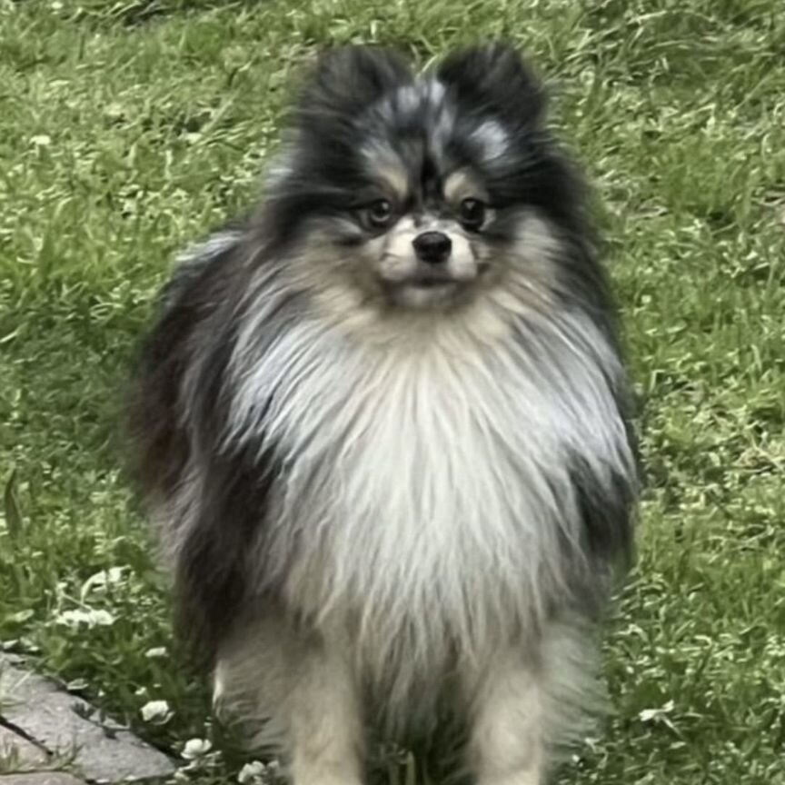 Шпиц кобель