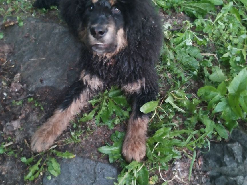 Тибетский мастиф