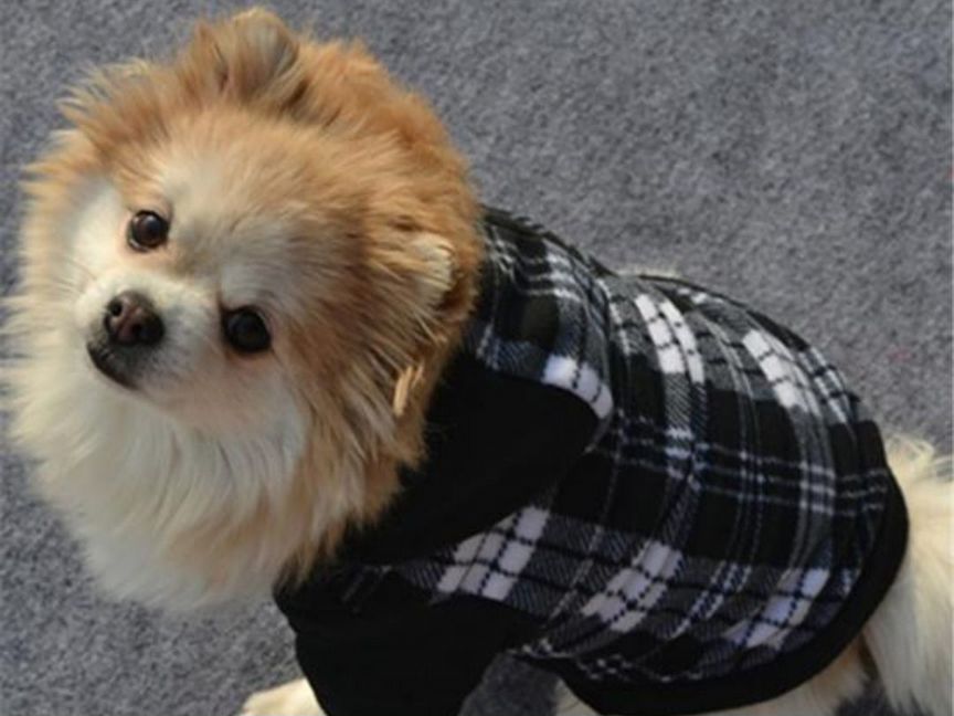 Одежда для маленьких собак м