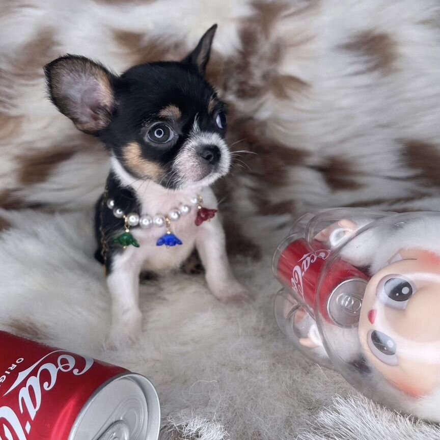 Чихуахуа, щенок