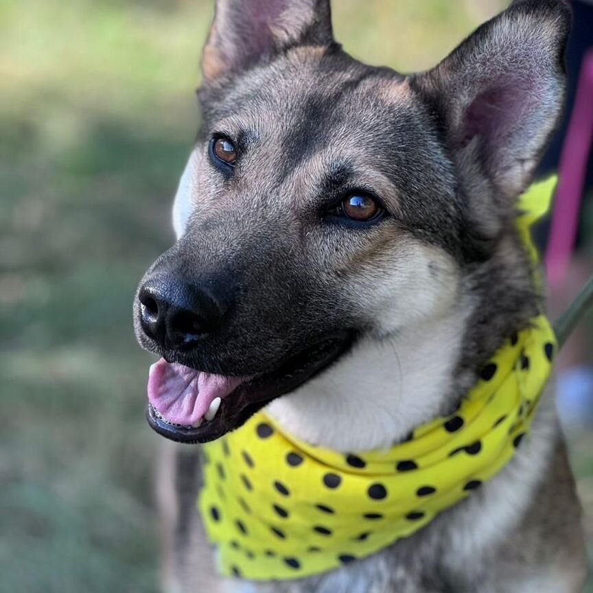 Собака в добрые руки