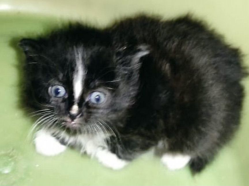 Котята