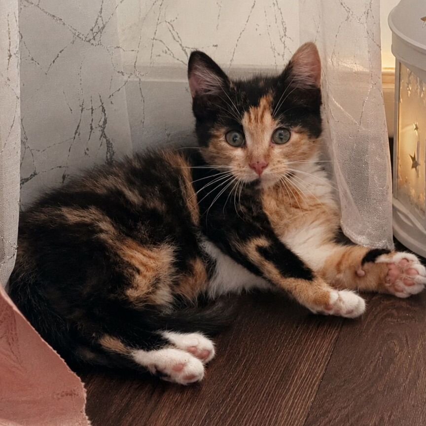 Котёнок в добрые руки