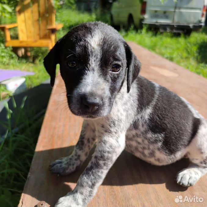 Метис курцхаара в добрые руки, бесплатно