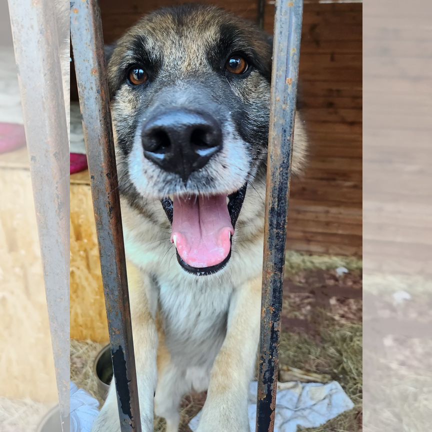 Взрослая собака в добрые руки