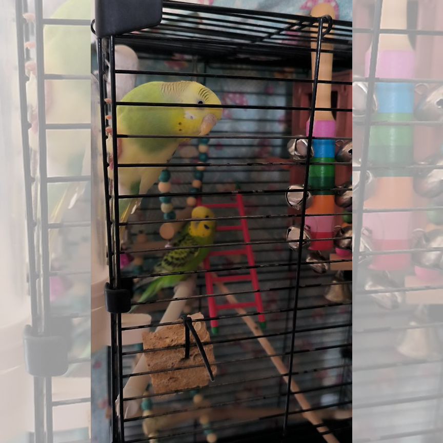 Волнистый попугай ручной