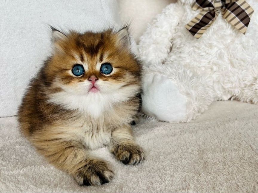 Британские котята золотые мальчик