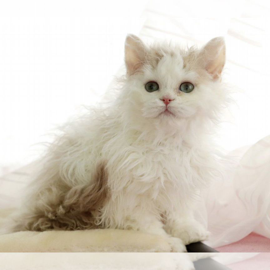 Лиловая тикированная селкирк-рекс девочка