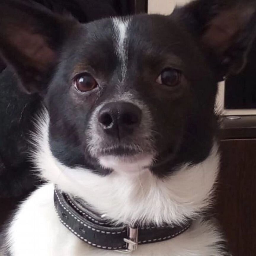 Погибает собачка