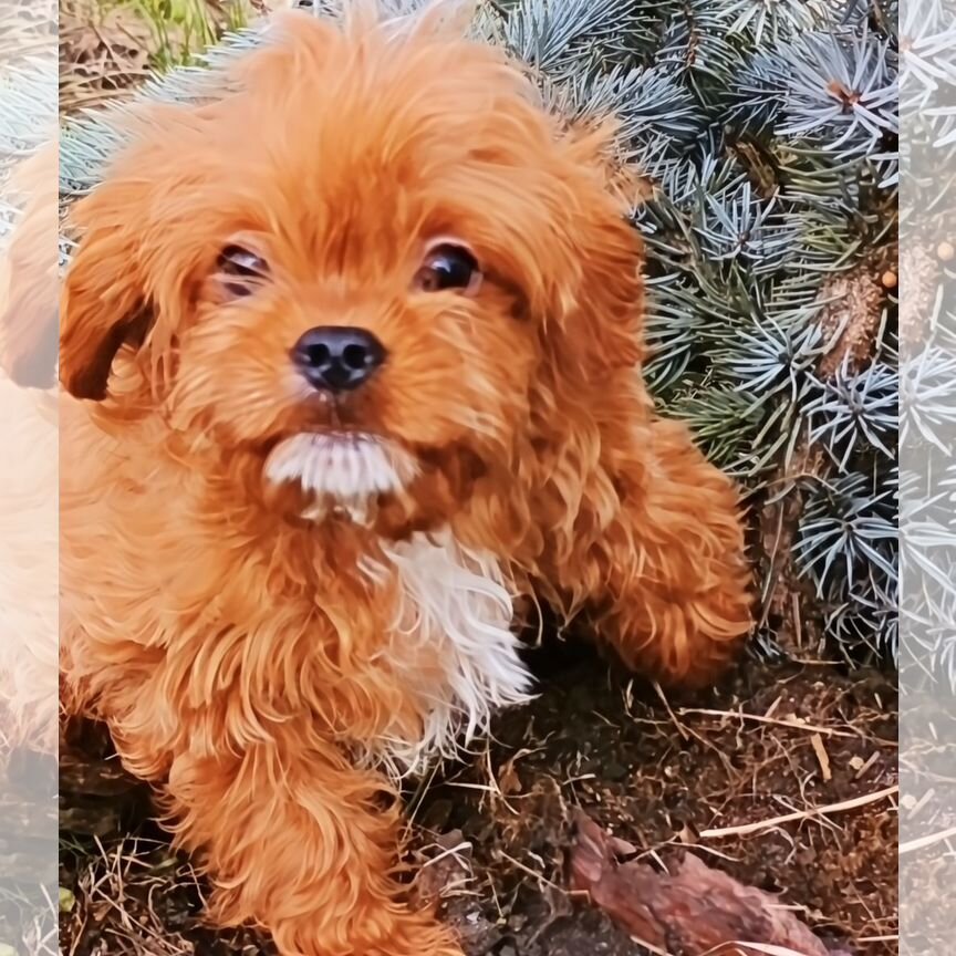 Мальтипу, щенок