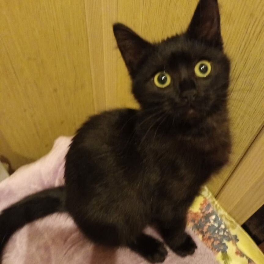 Черный котенок девочка