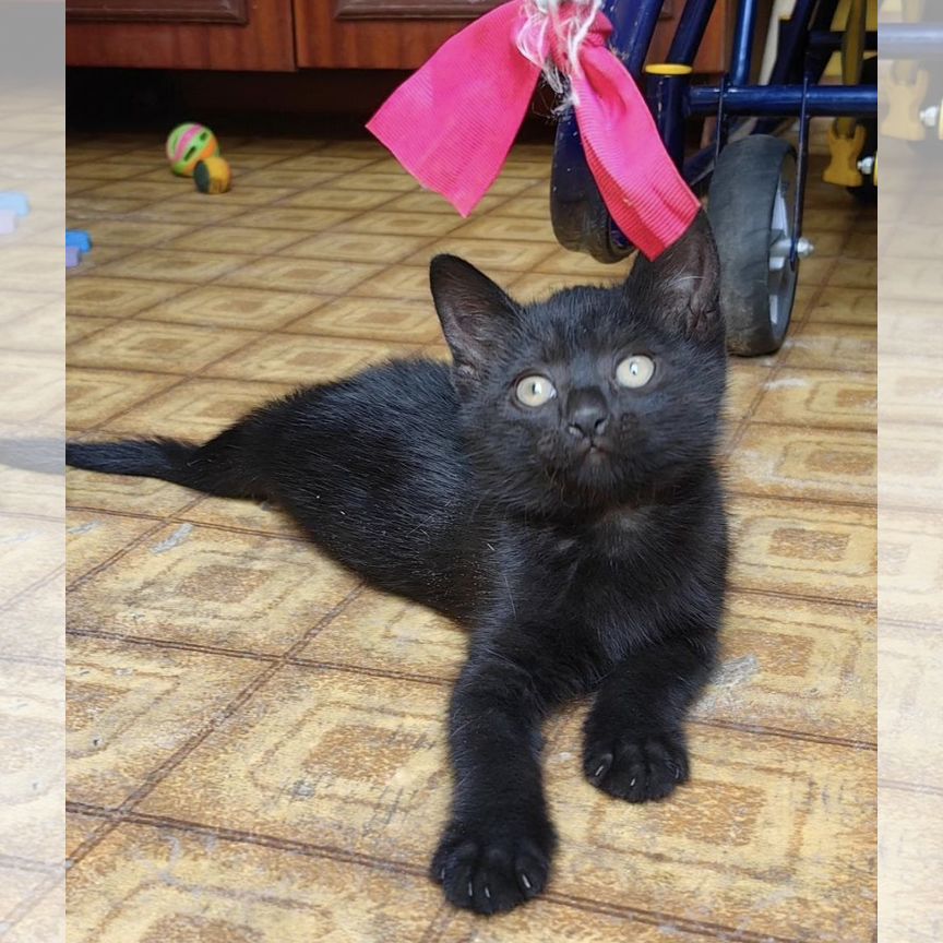 Черный котенок