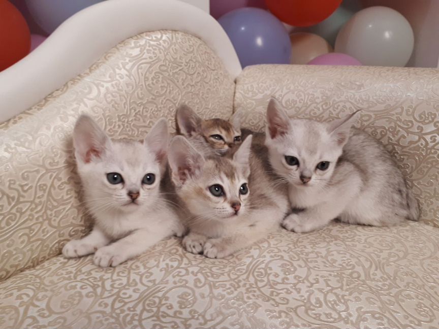 Котята бурмилла