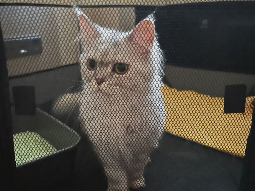 Кошечке нужны заботливые хозяева