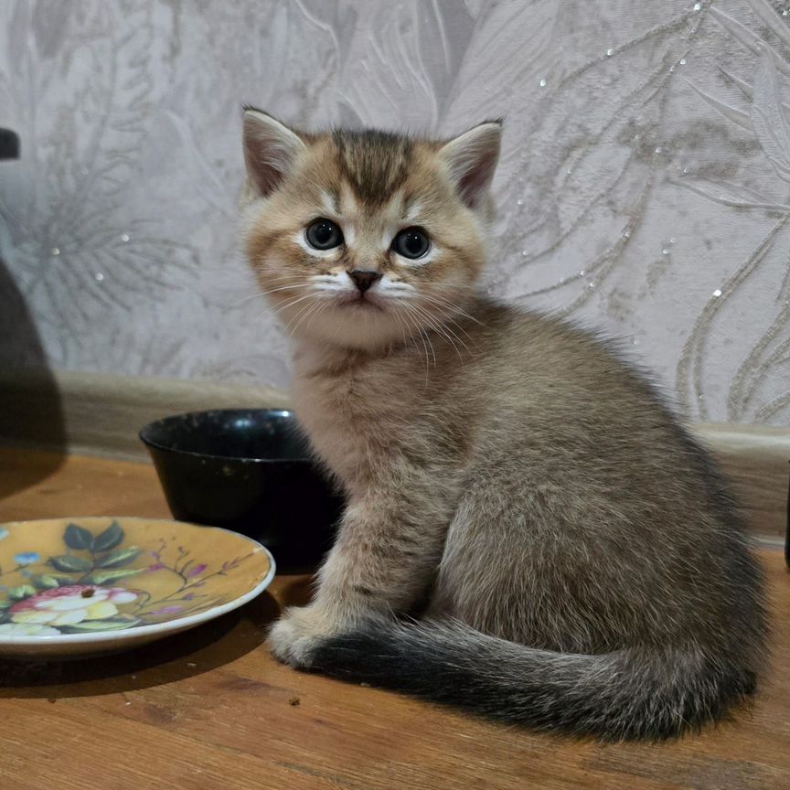 Британская золотая шиншилла