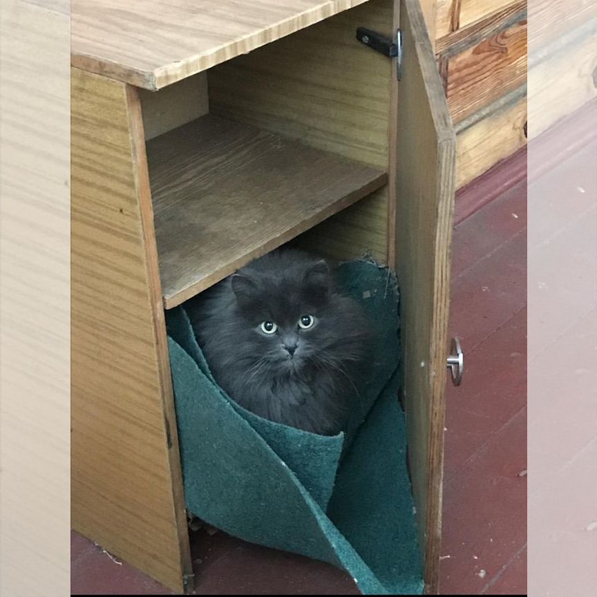 Взрослая, кошка в добрые руки