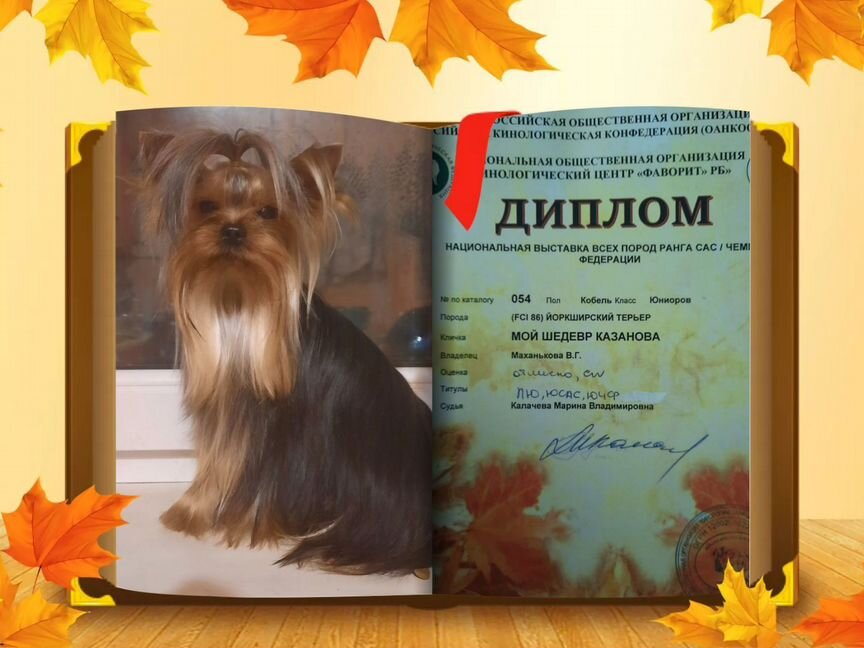 Щенки(продажа),Вязка с миниЙорком