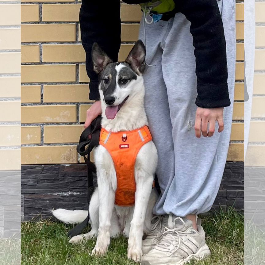 Щенок в добрые руки