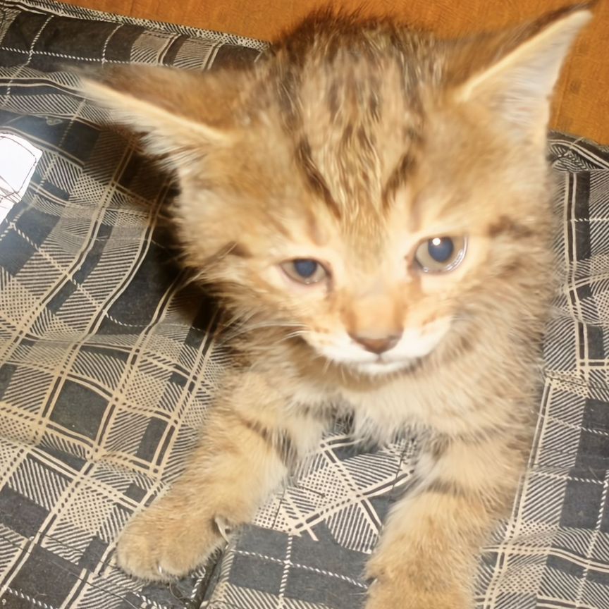 Котёнок в добрые руки