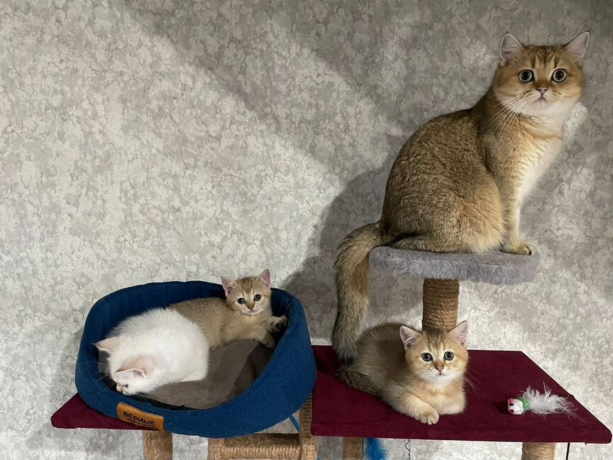 Шотландская золотая шиншилла