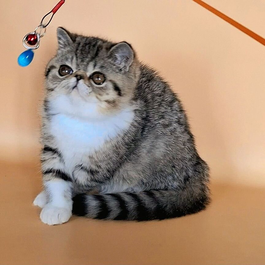 Экзотические котята
