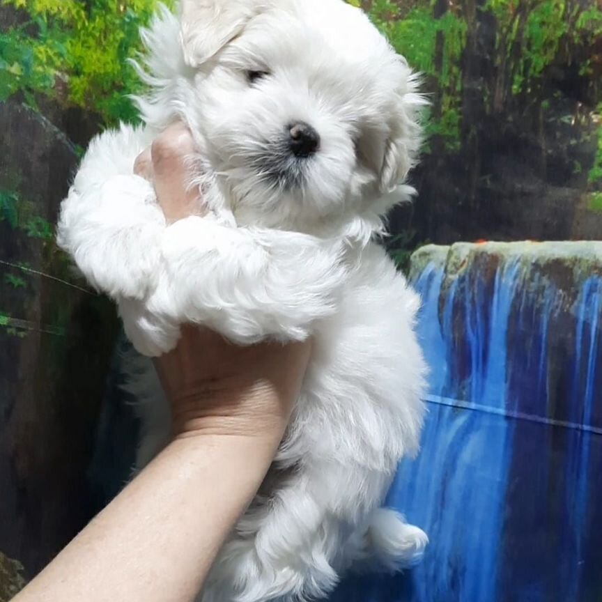 Мальчик по кличке Мачо