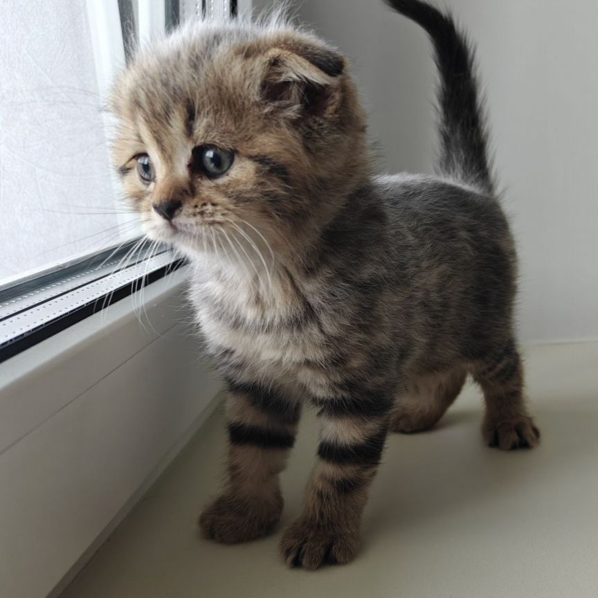 Шотландский вислоухий короткошёрстный котёнок