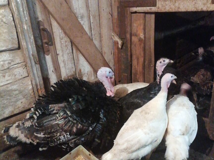 Индюк индюшки продажа обмен