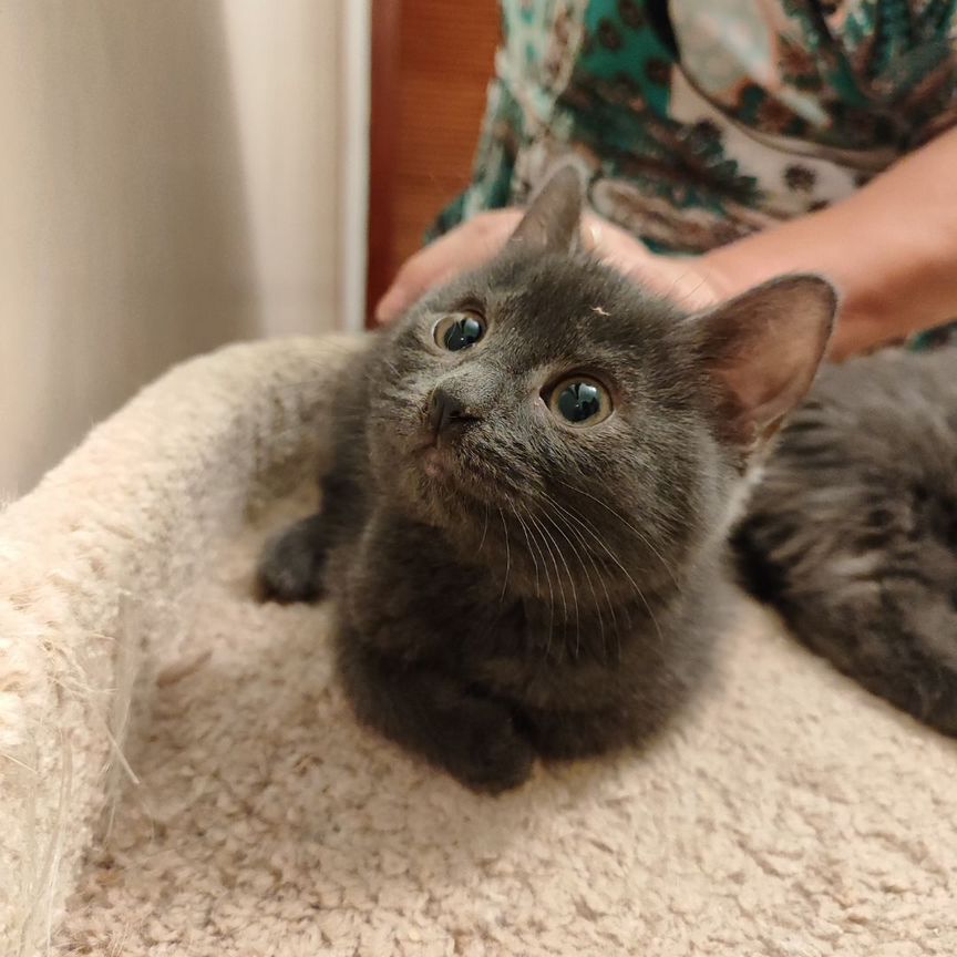 Котёнок в добрые руки