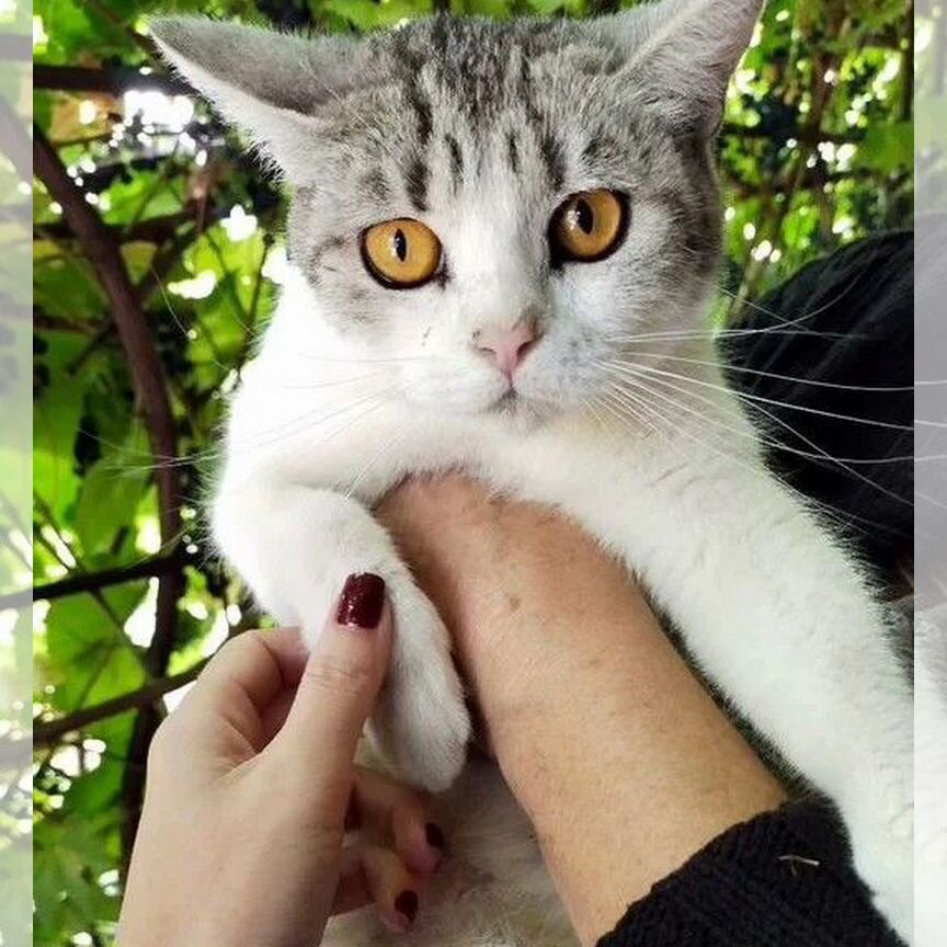 Кошка в добрые руки