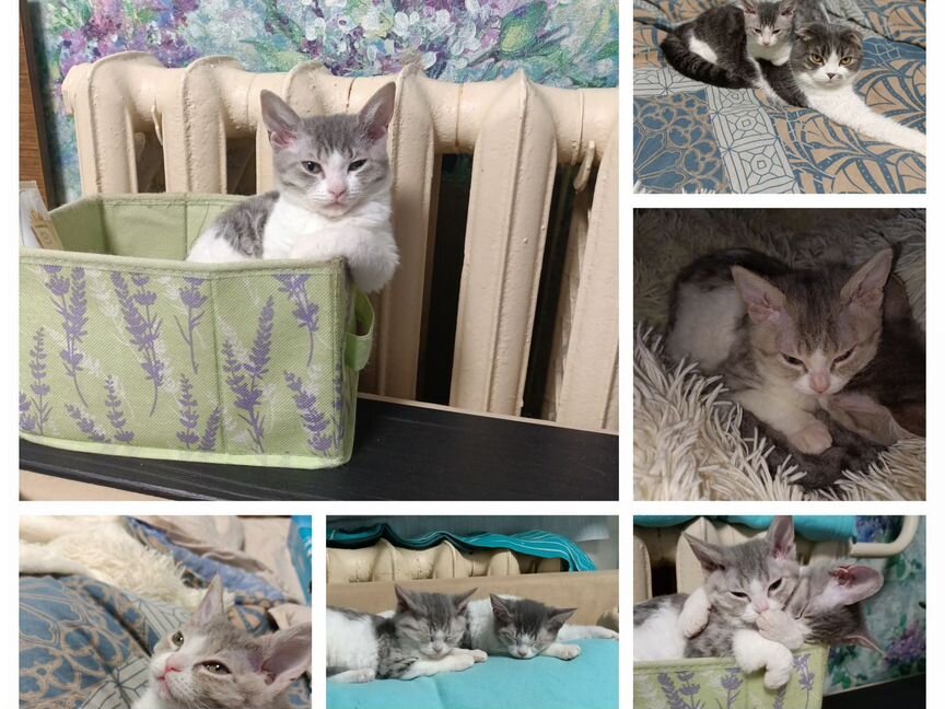 Кошка в дар