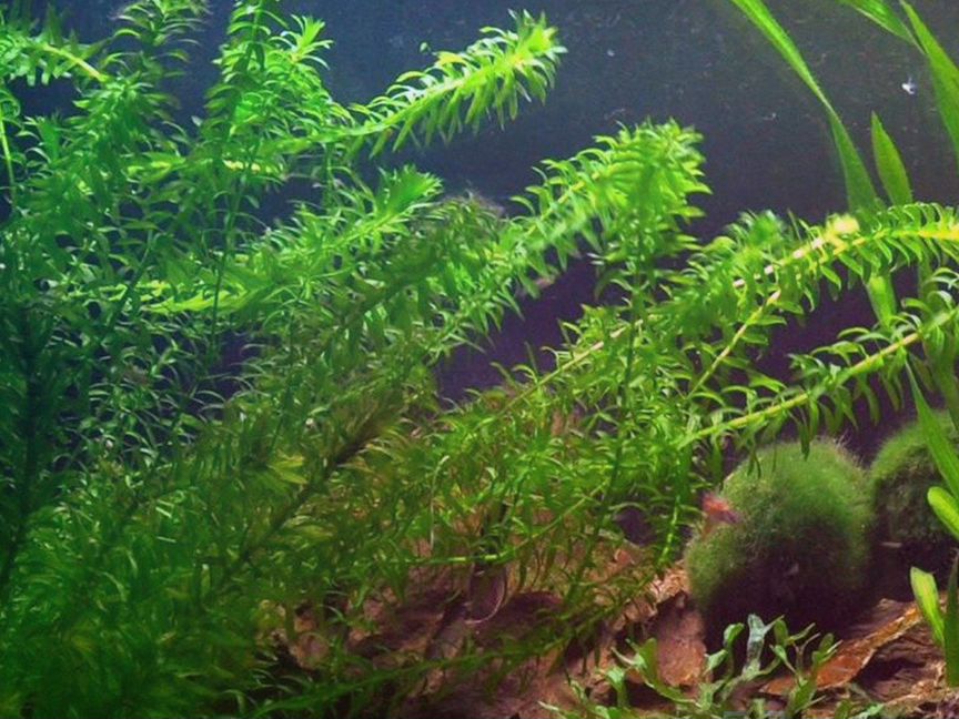 Отдам элодею