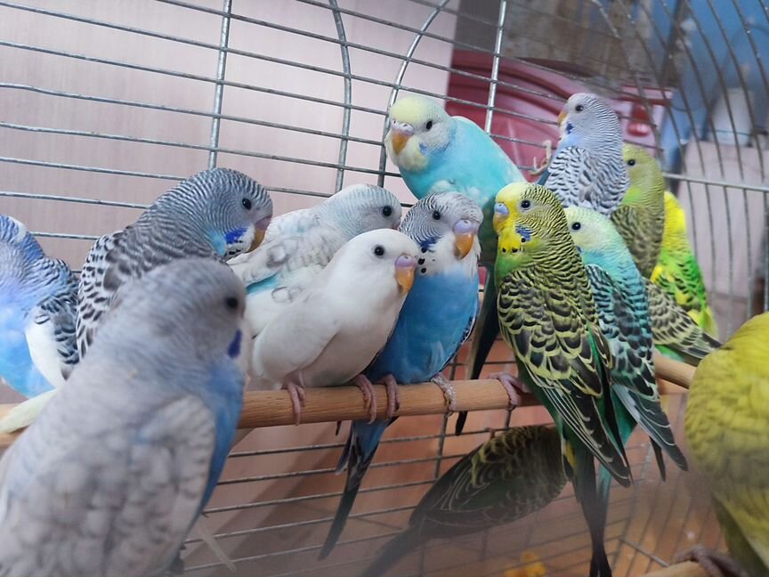 Попугайчик волнистый птенцы