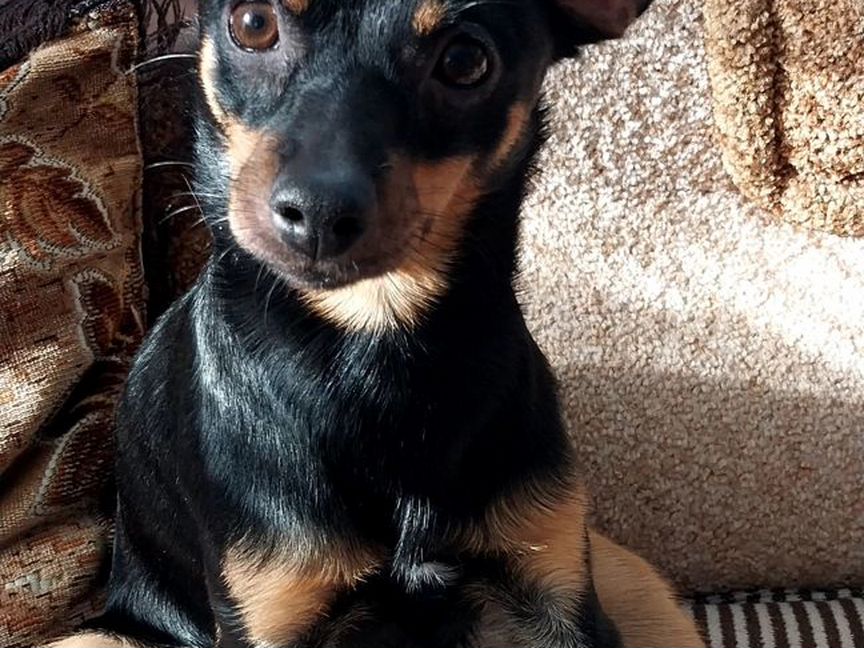 Жених Той Терьер