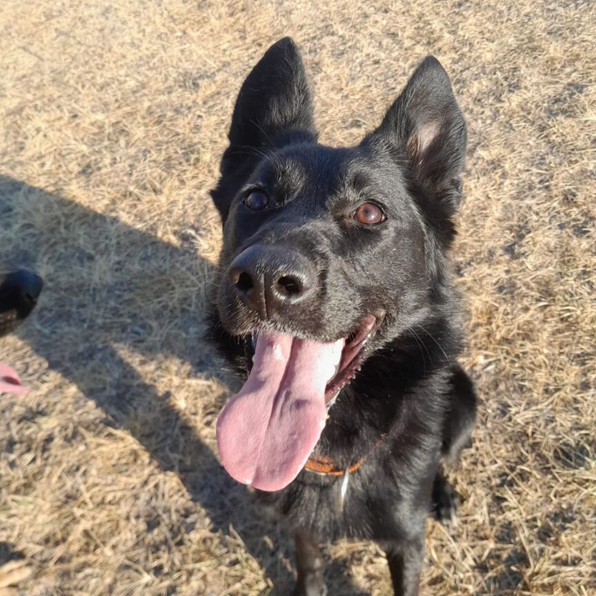 Немецкая овчарка