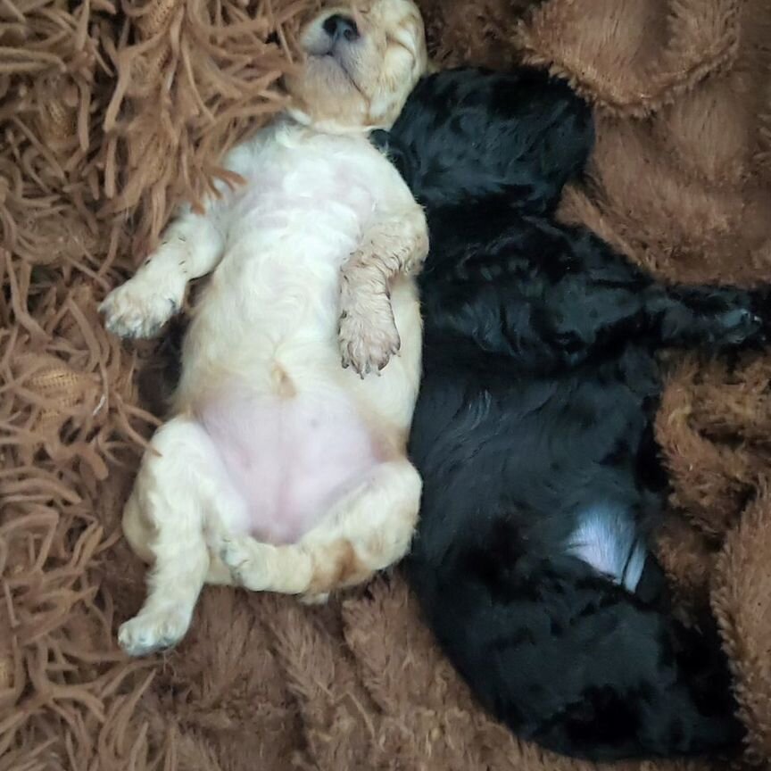 Пудель, щенок