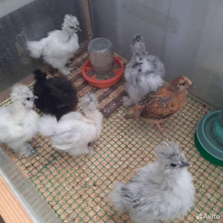 Китайские шелковые куры, цыплята