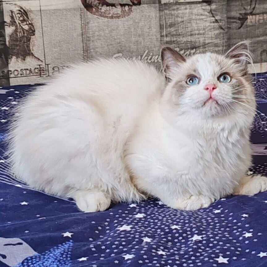 Рэгдолл котёнок