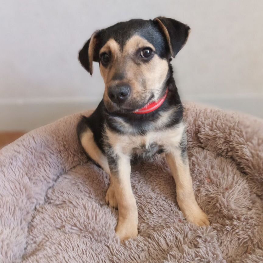 Собака щенок в добрые руки