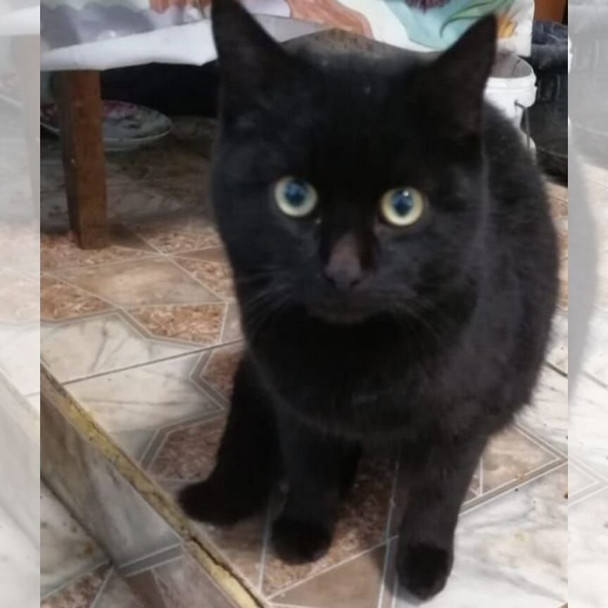 Котёнок ищет новую семью