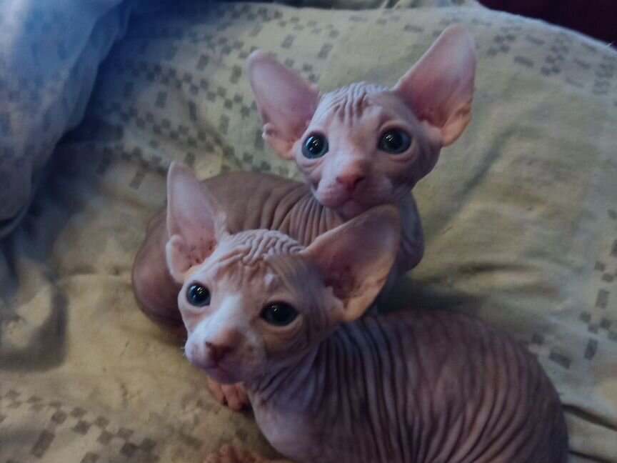 Канадский сфинкс котята