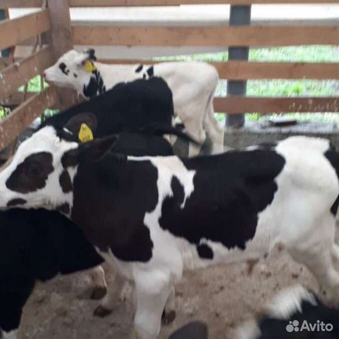 Бычки тёлочки