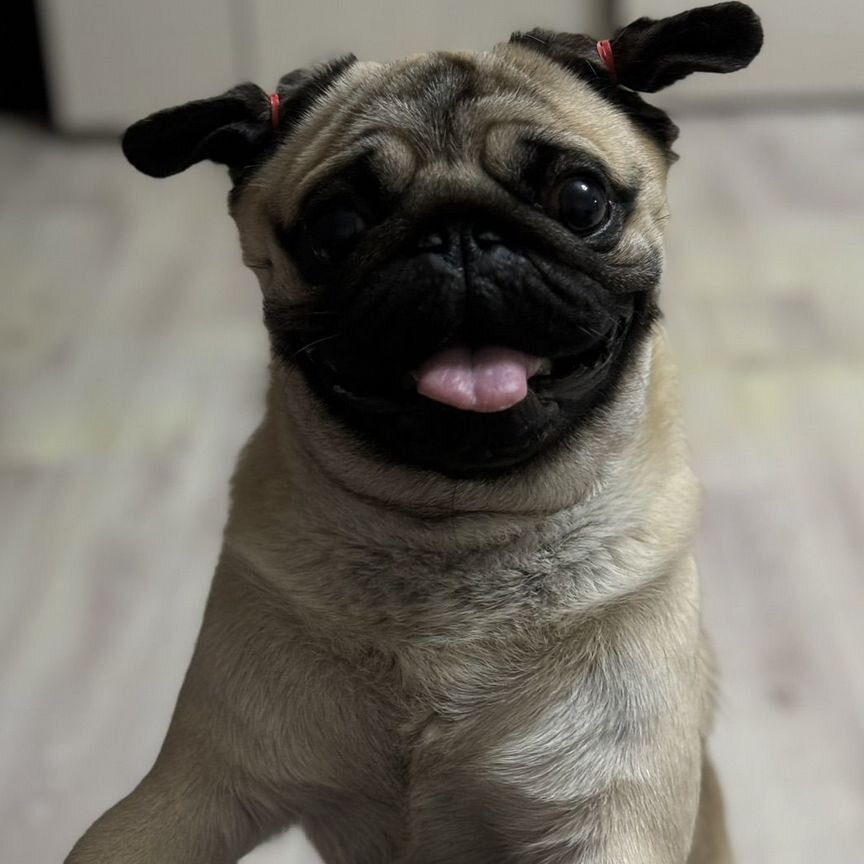 Мопс, взрослый пёс