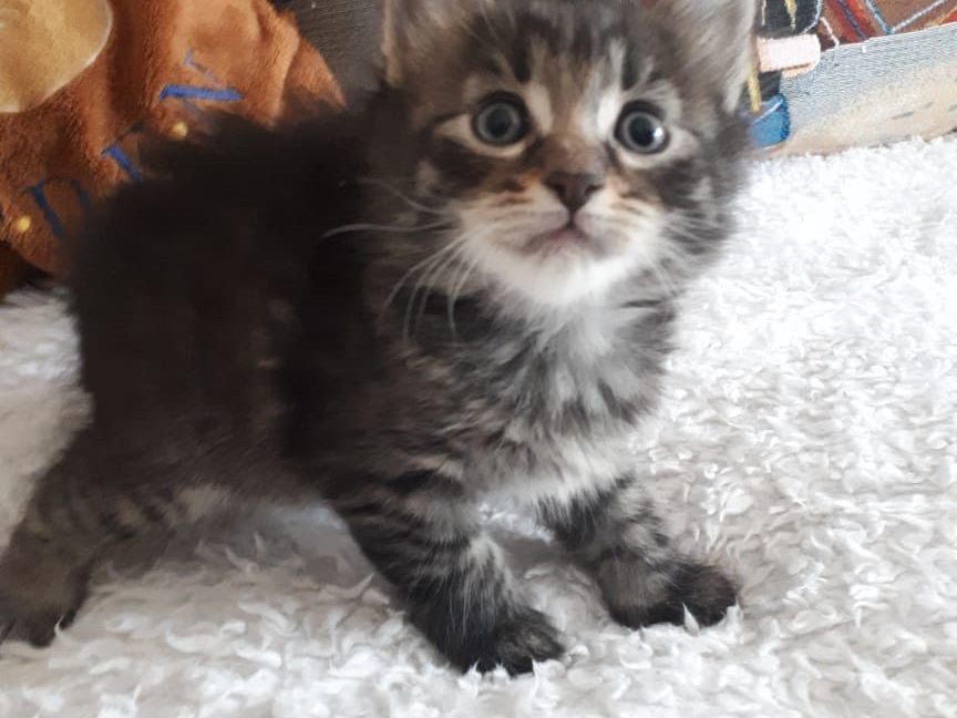 Котята 1,5 месяца