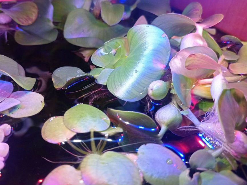 Эйхорния (водный гиацинт)