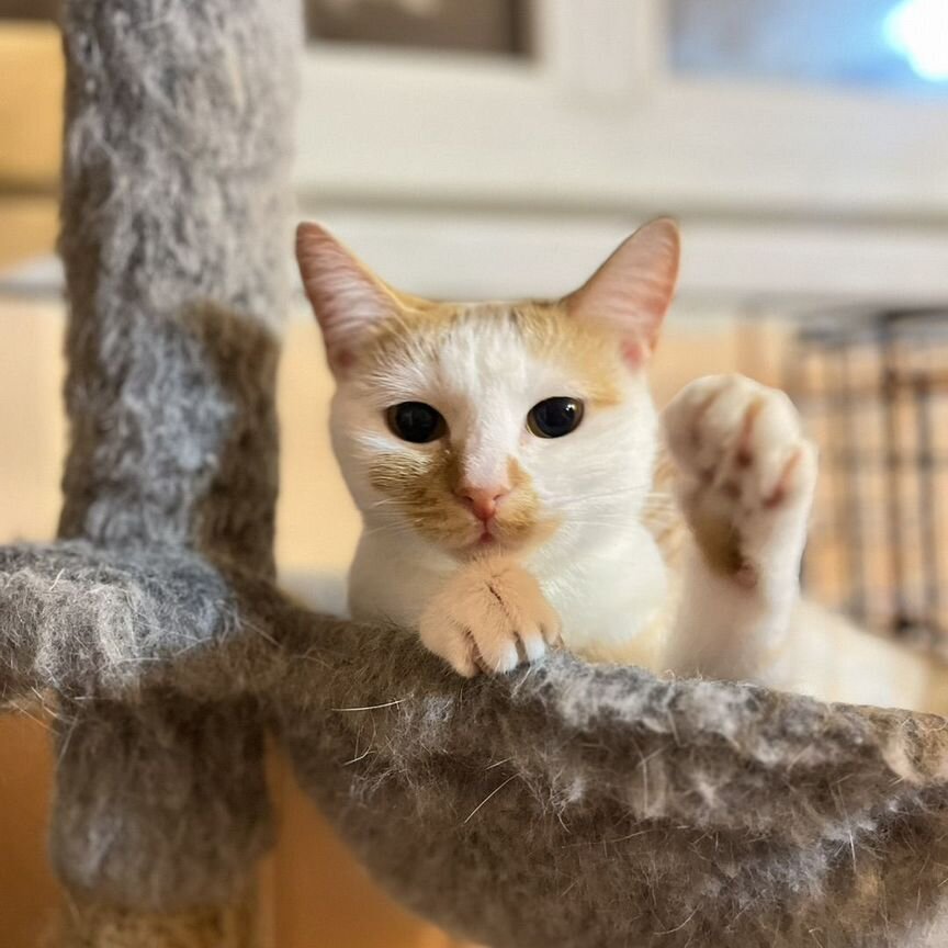 Хочу к тебе домой