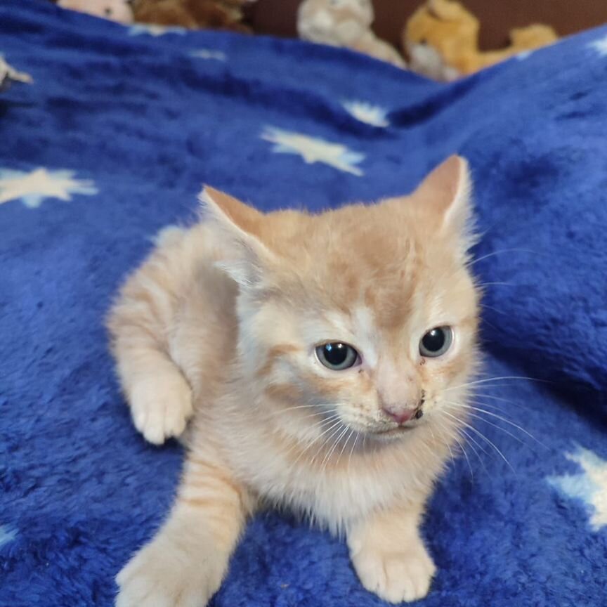 Котенок ищет дом или передержку